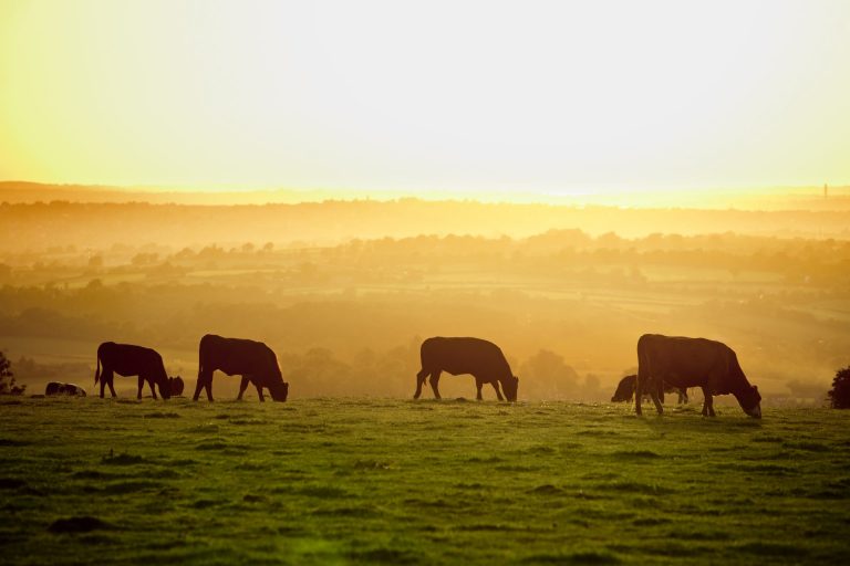 Cattle Sunset - Union Station